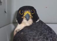 peregrine – Wolf Hollow Wildlife Rehabilitation Center