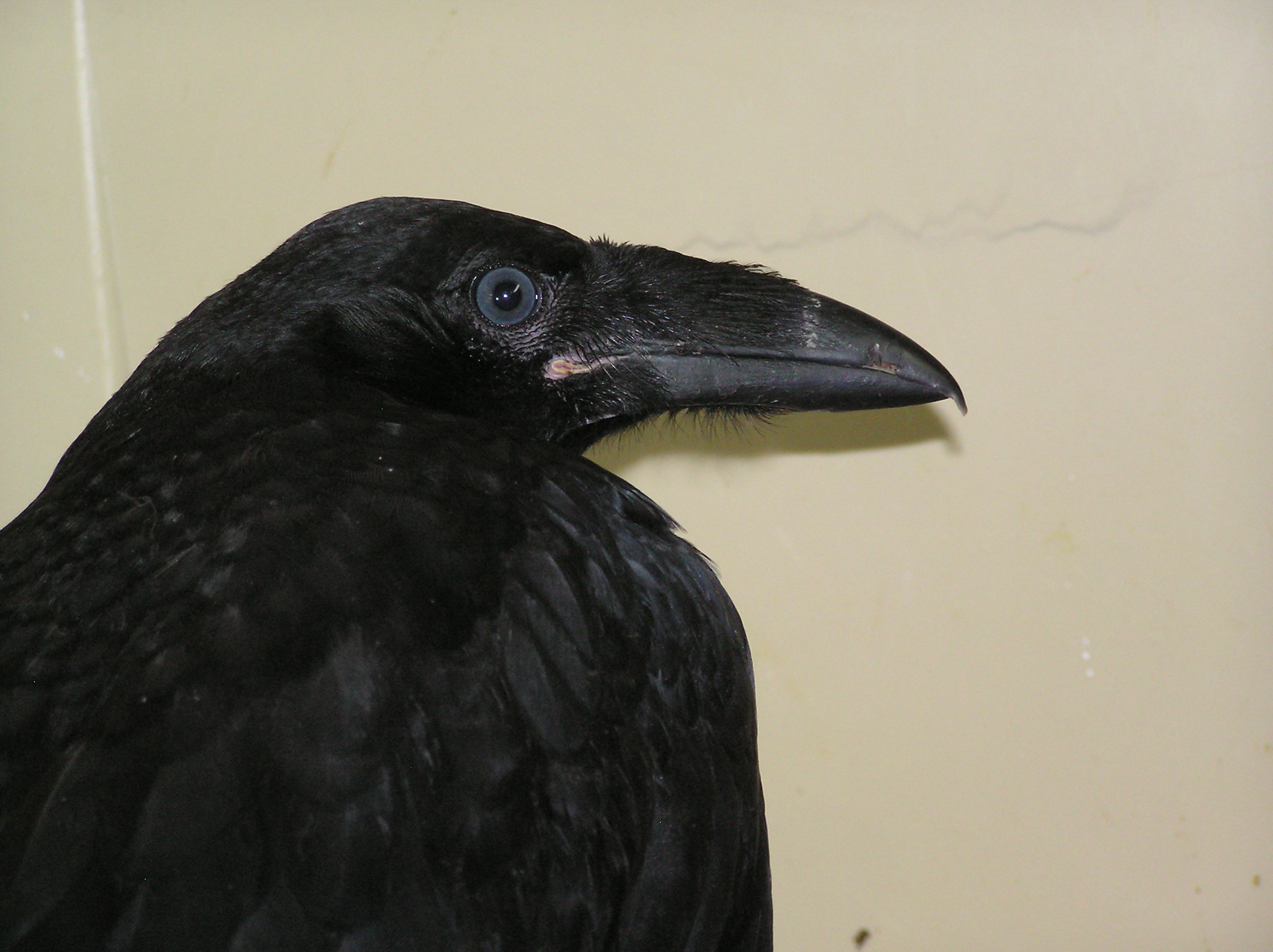 R$Aven MAy 2012, SA – Wolf Hollow Wildlife Rehabilitation Center
