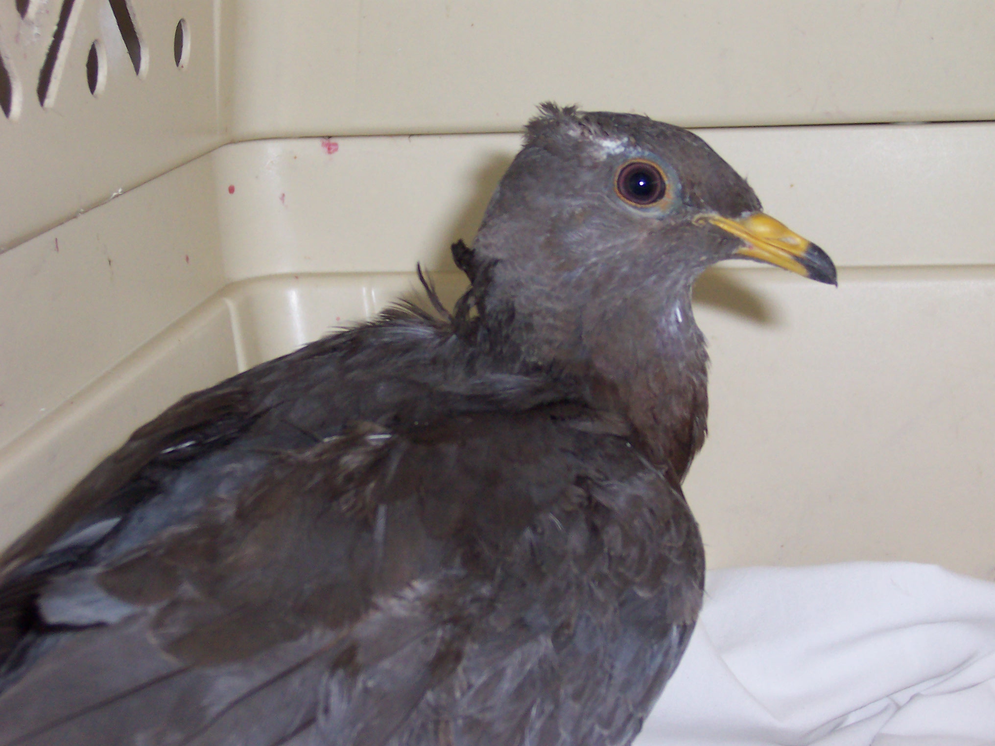 HC juv banded tailed pigeon W06 – Wolf Hollow Wildlife Rehabilitation ...