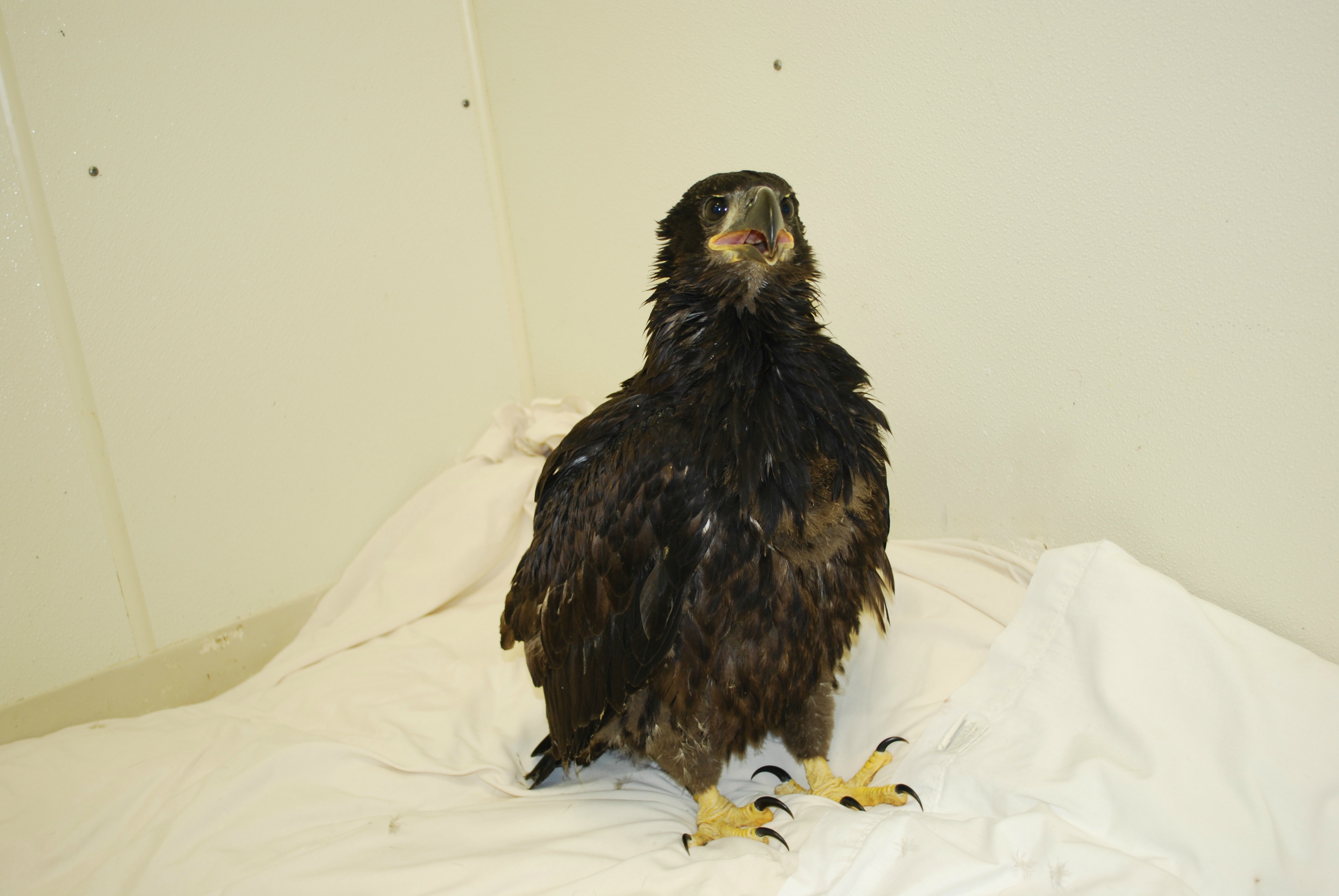 Bald Eagle Fledgling PH 2013a | Wolf Hollow Wildlife Rehabilitation Center