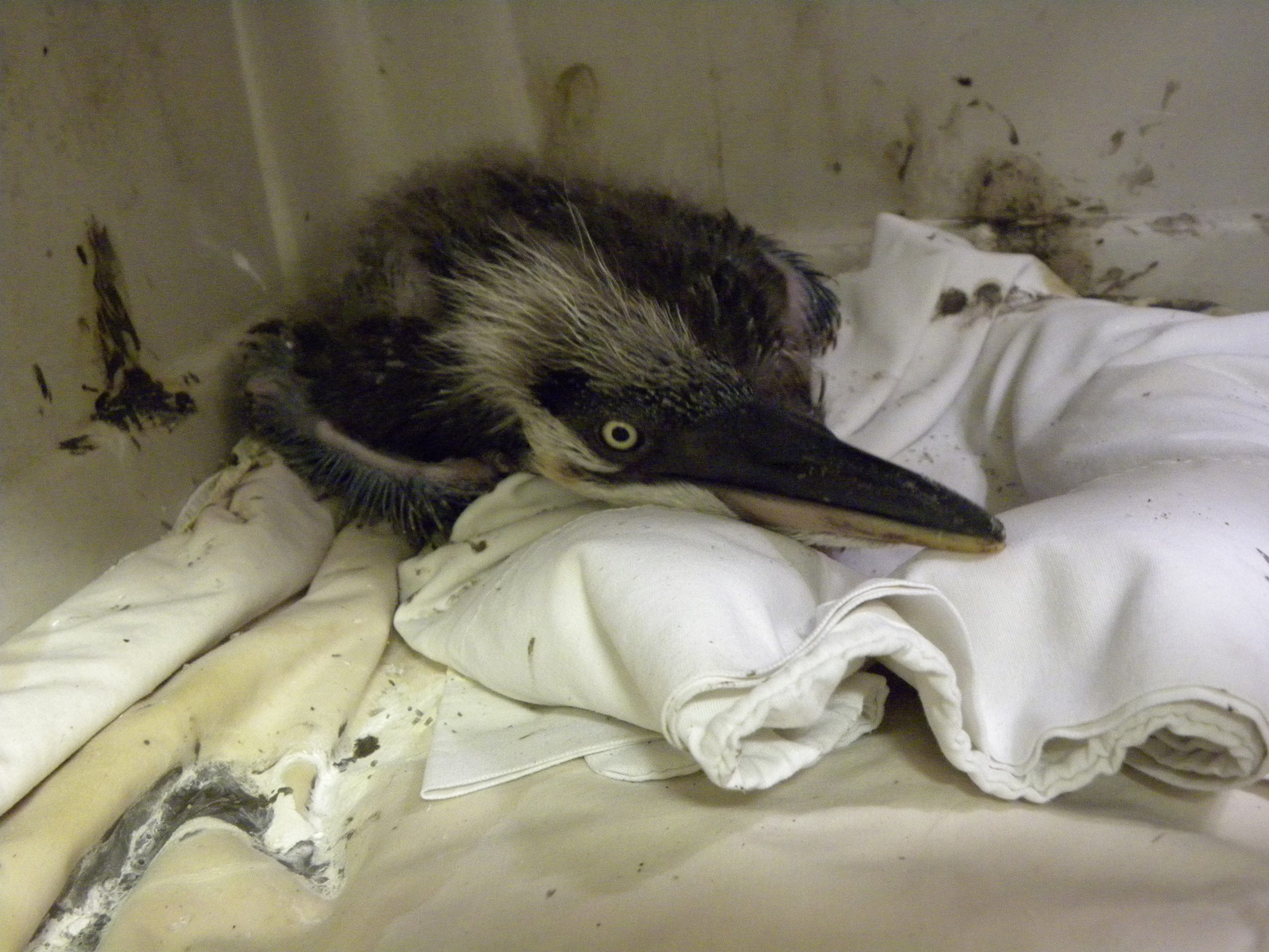 GBH Chick – Wolf Hollow Wildlife Rehabilitation Center