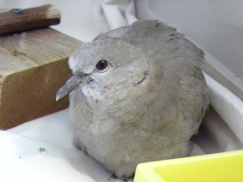 EC DOve crop – Wolf Hollow Wildlife Rehabilitation Center