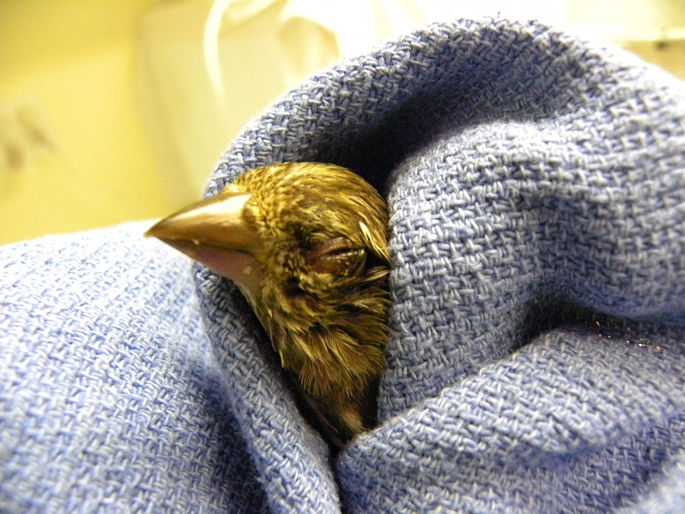 House Finch with Conjunctivitis May 2017 (3) – Wolf Hollow Wildlife ...