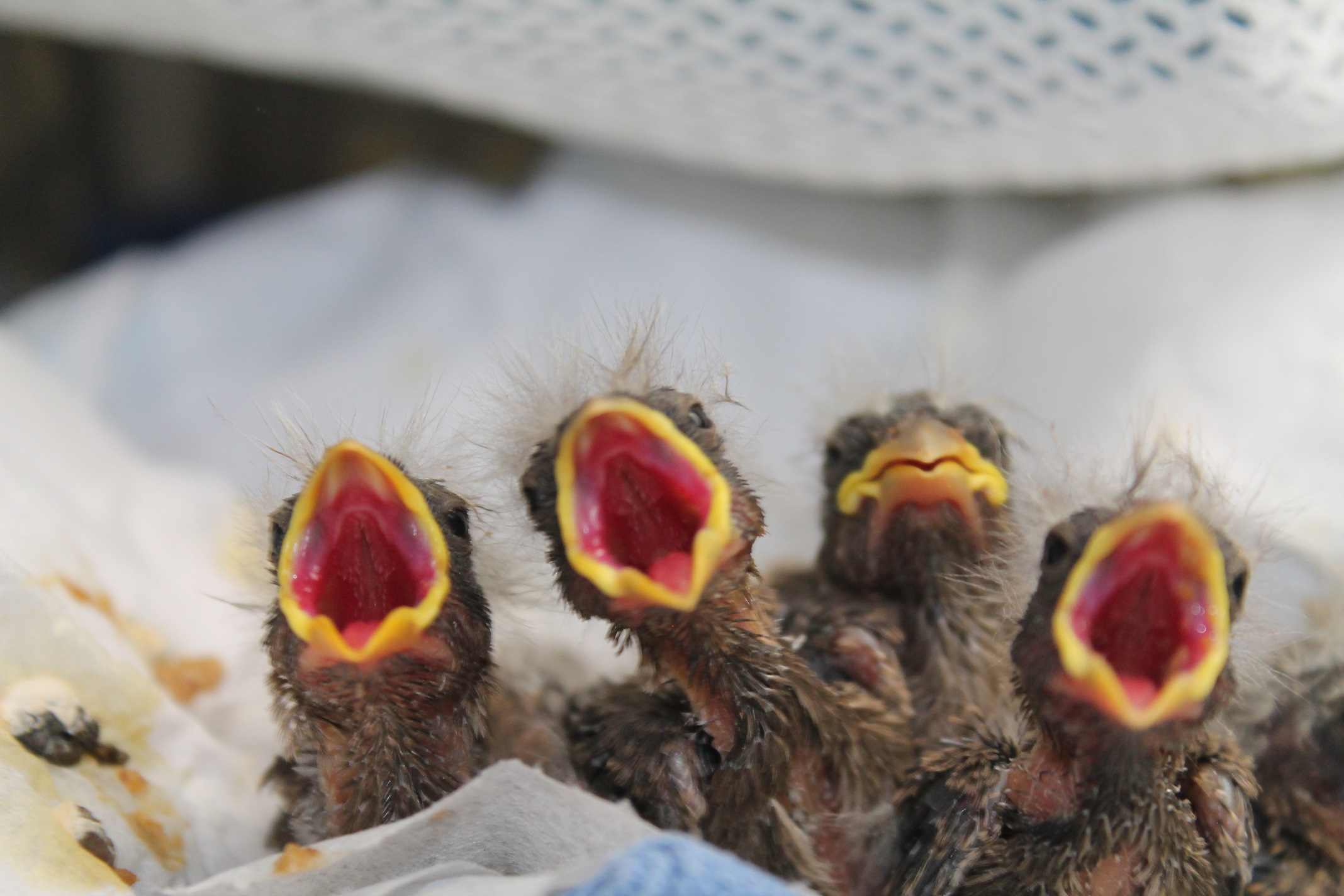 Finch Nestlings June 2012 LL (5) | Wolf Hollow Wildlife Rehabilitation ...