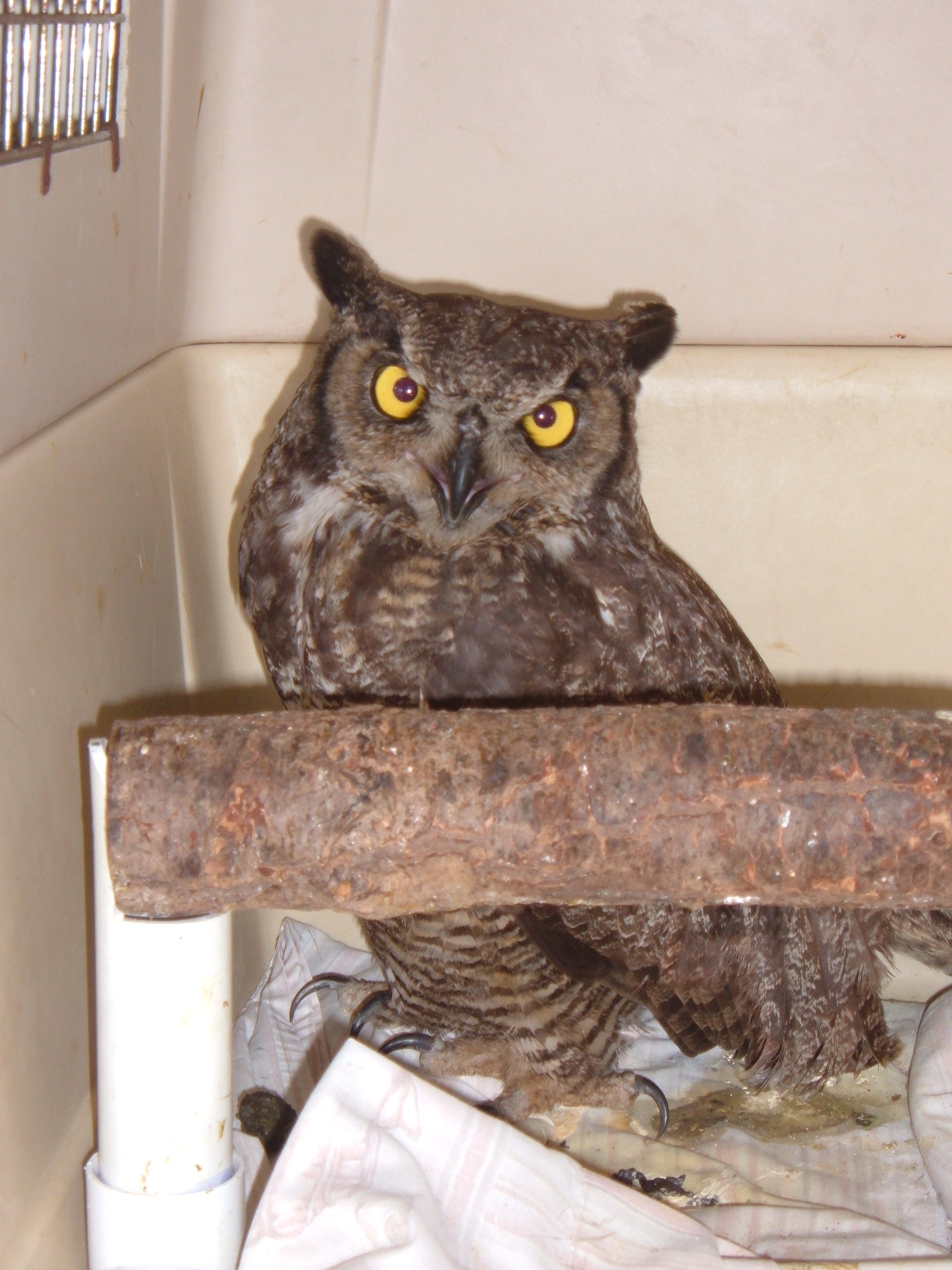 Adult GHO in carrier – Wolf Hollow Wildlife Rehabilitation Center