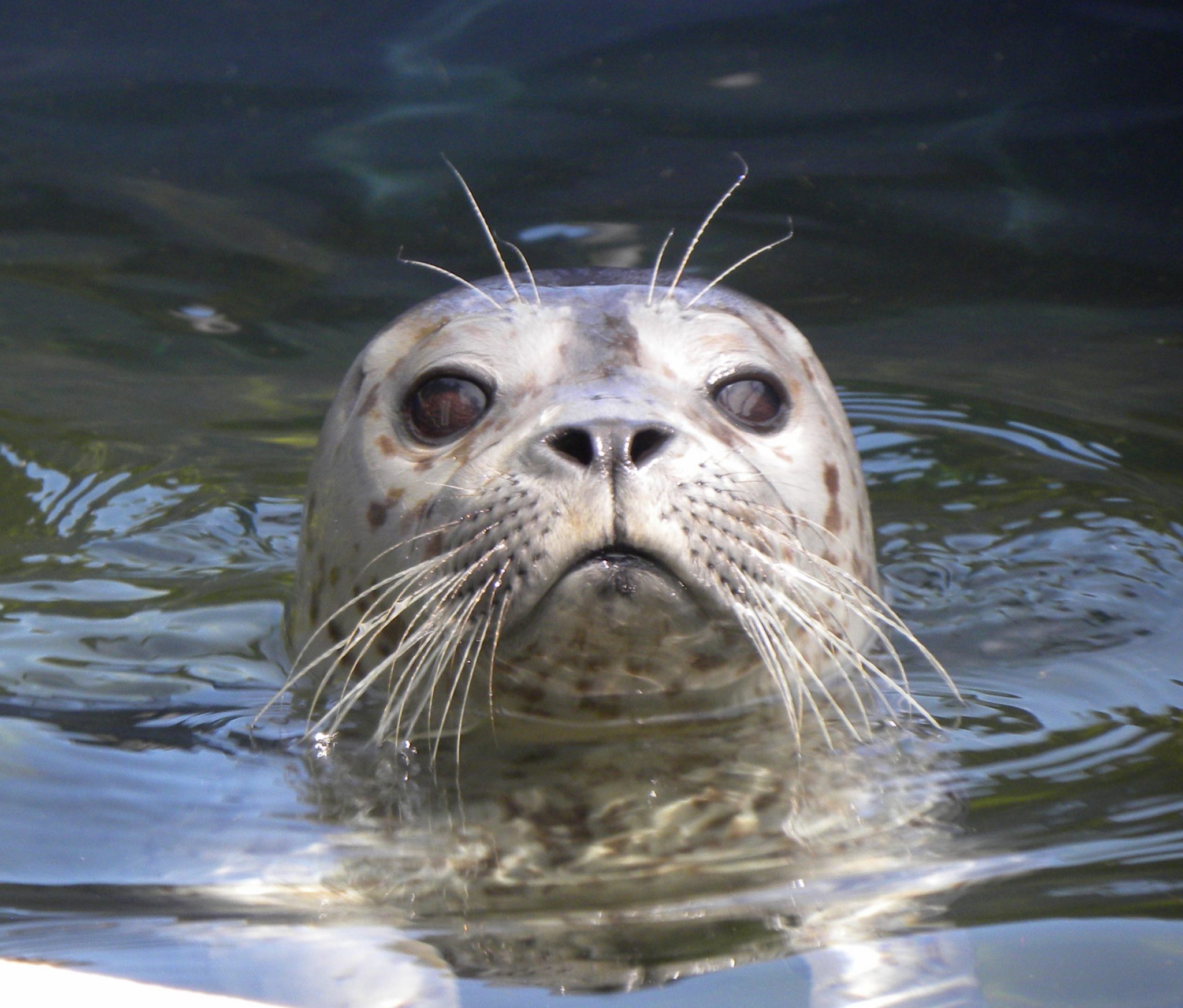 Wolf Hollow Wildlife Rehabilitation Center