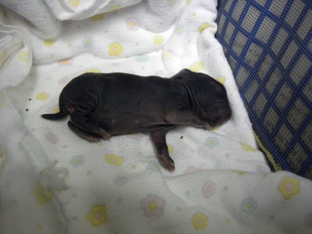 Wolf Hollow Wildlife Rehabilitation Center