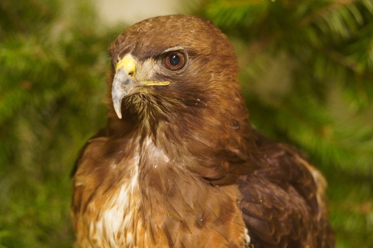 Wolf Hollow Wildlife Rehabilitation Center