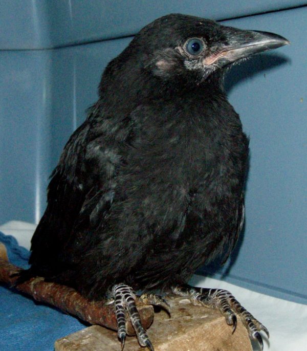 Wolf Hollow Wildlife Rehabilitation Center