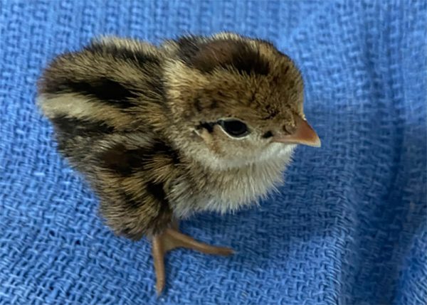 Patient Gallery – Wolf Hollow Wildlife Rehabilitation Center