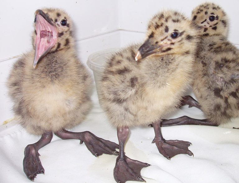 Patient Gallery – Wolf Hollow Wildlife Rehabilitation Center