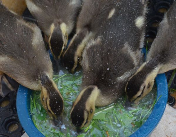 Patient Gallery – Wolf Hollow Wildlife Rehabilitation Center