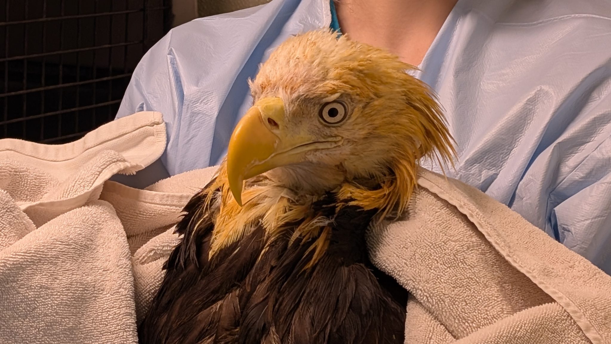 Bald Eagle #25-60: A Story of Hope and Perseverance – Wolf Hollow ...